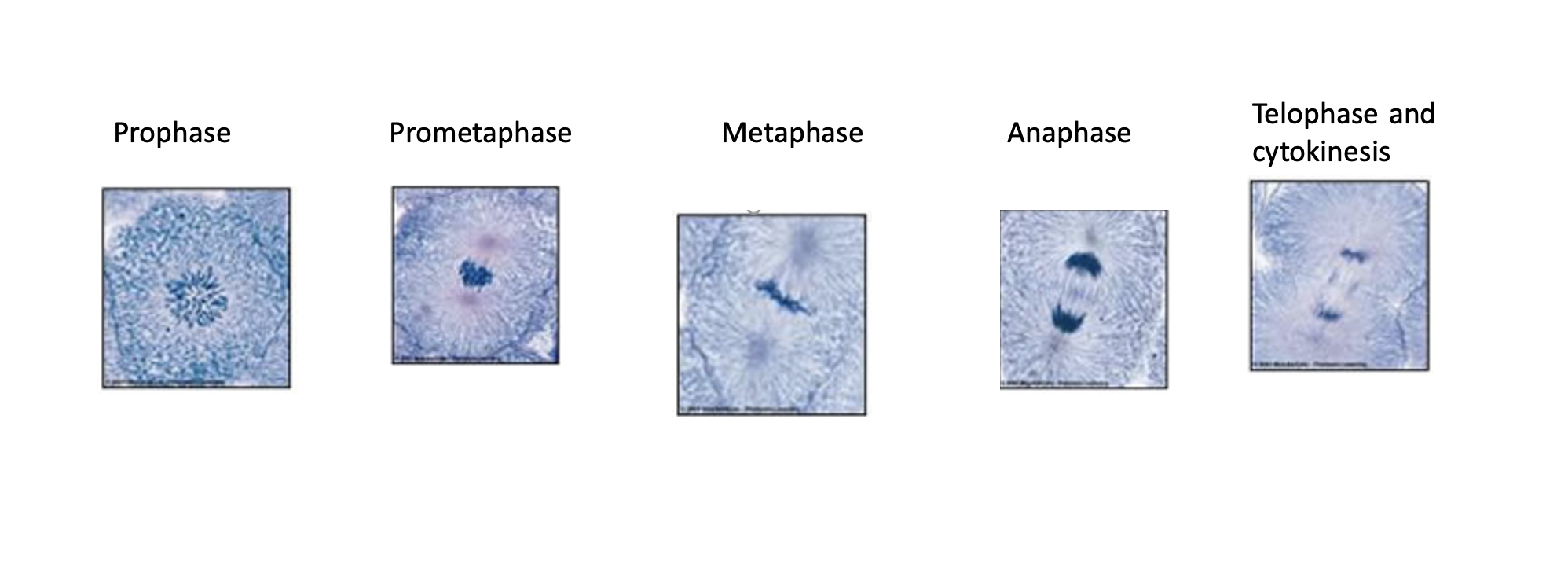 Prometaphase Slide