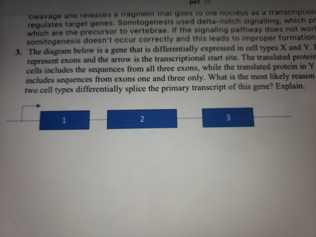 Solved The diagram below is a gene that is differentially | Chegg.com