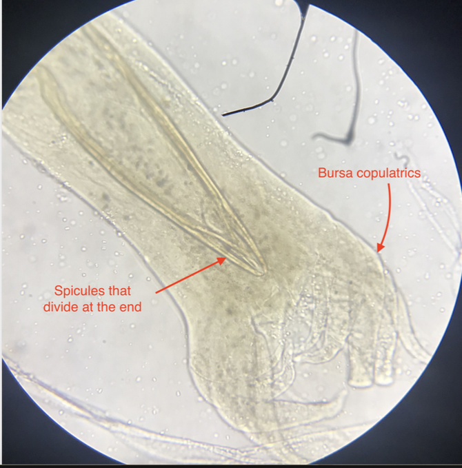 Hyostrongylus Rubidus