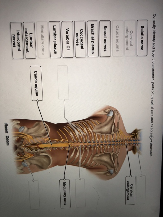 Solved correctly identify and label the anatomical parts of | Chegg.com