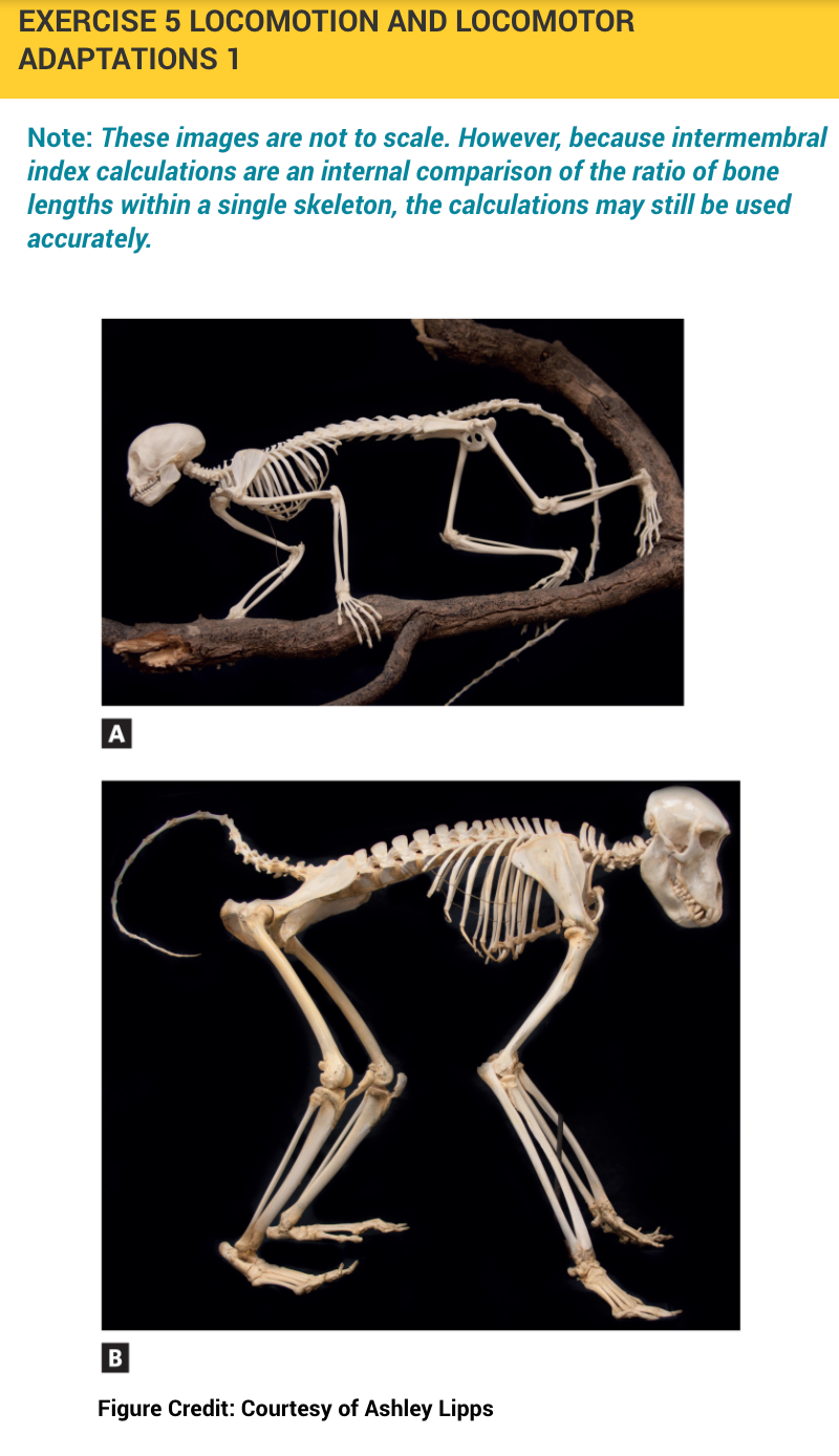 EXERCISE 5 LOCOMOTION AND LOCOMOTOR ADAPTATIONS 1 | Chegg.com