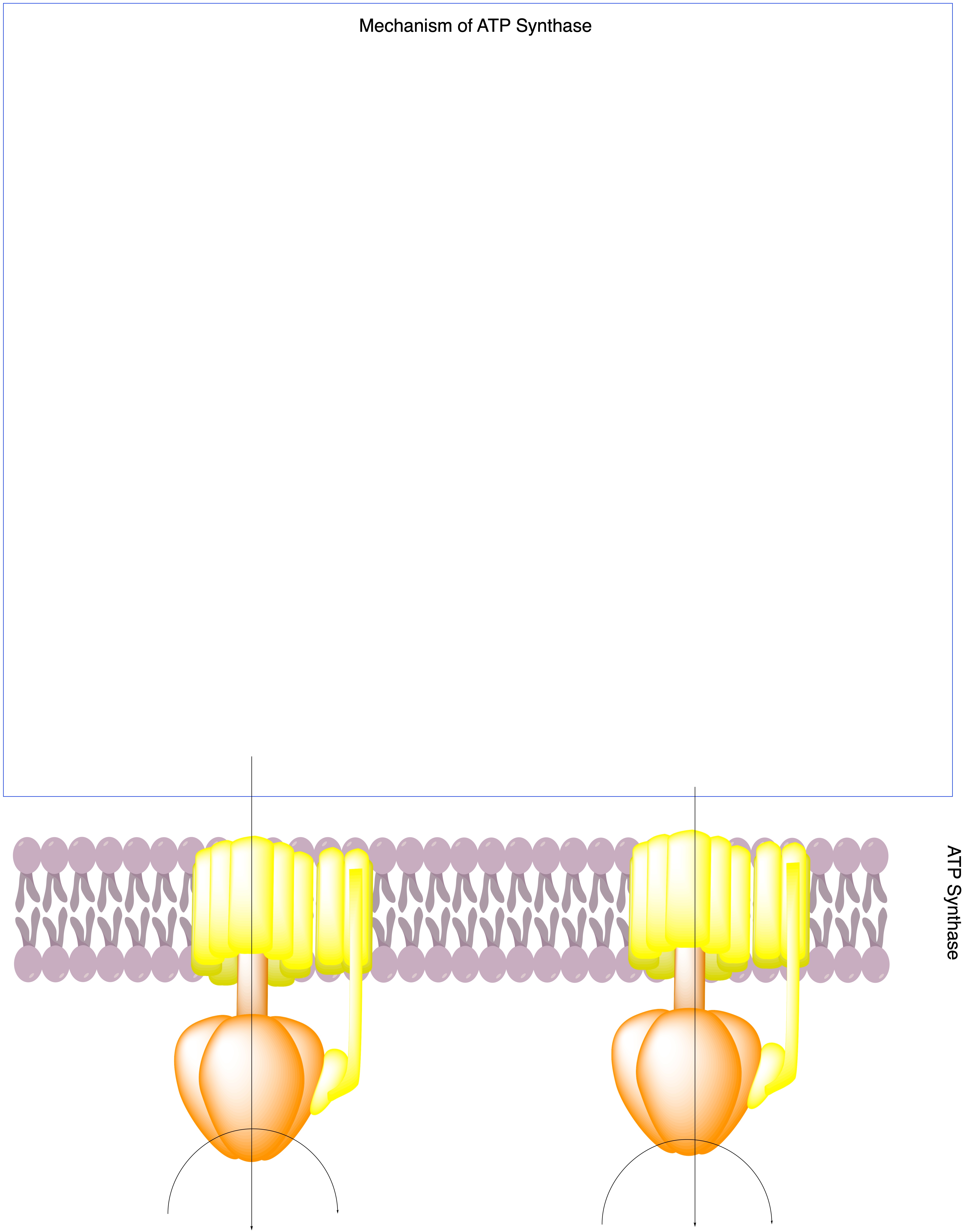 Solved Mechanism of ATP Synthase | Chegg.com