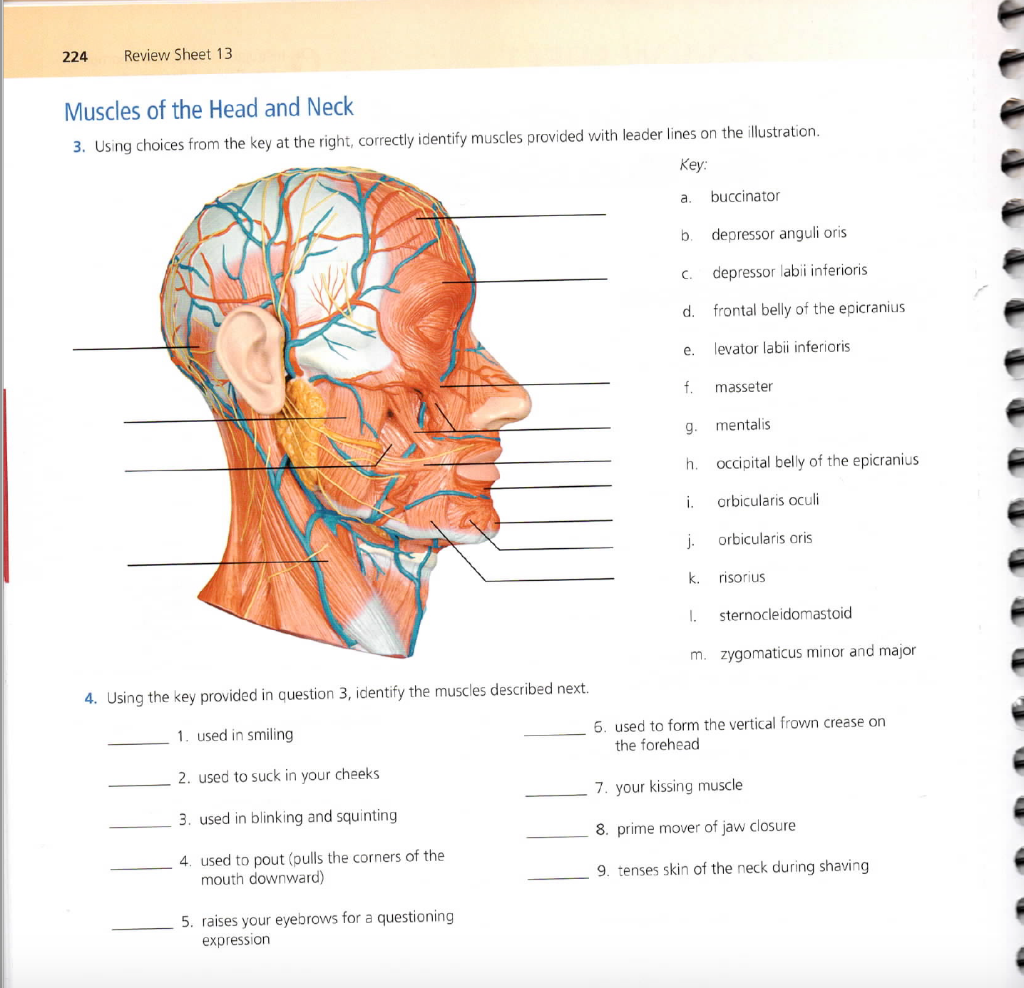 Muscles Of The Head And Neck Worksheet Muscles Of The Head And Neck Worksheet