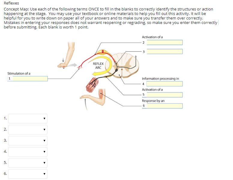 Solved Reflexes Concept Map: Use each of the following terms | Chegg.com