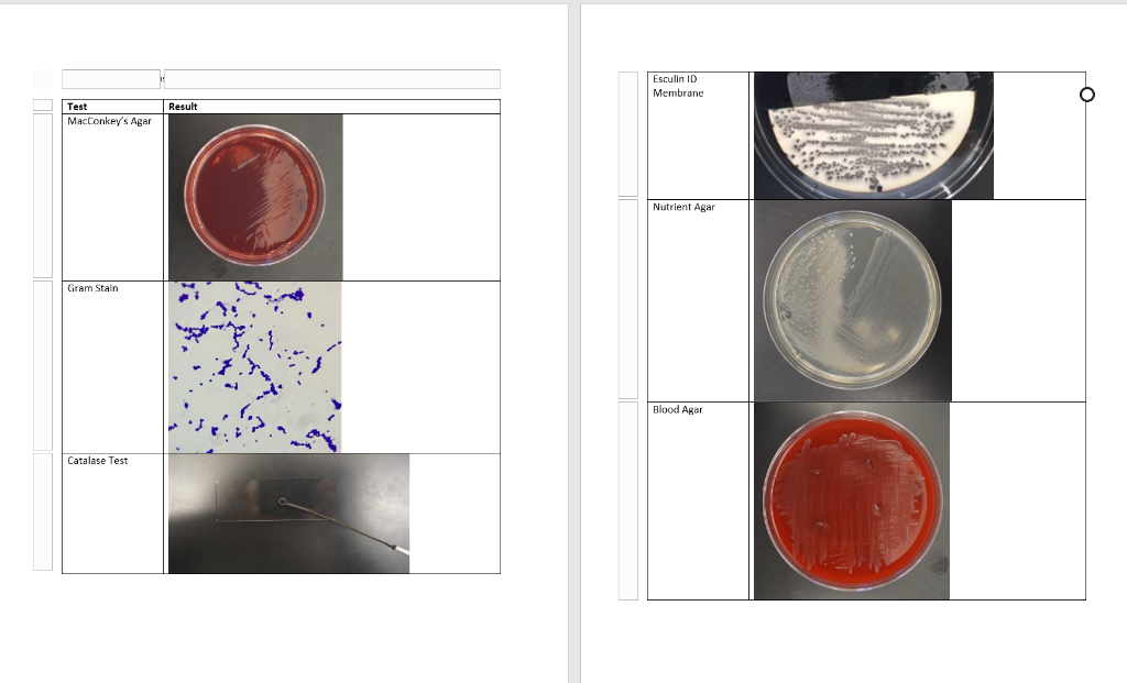 Solved Could anyone please help me to identify what this | Chegg.com