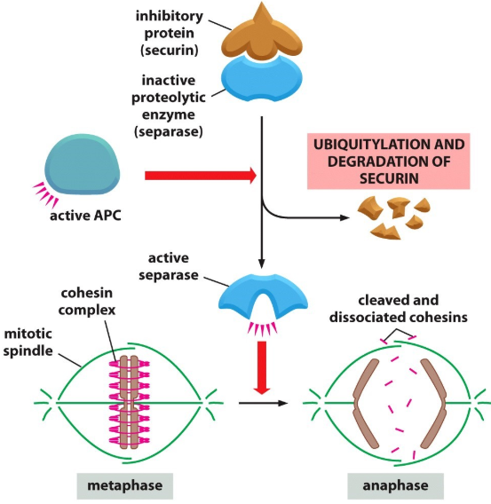 Solved inhibitory protein (securin) inactive proteolytic | Chegg.com