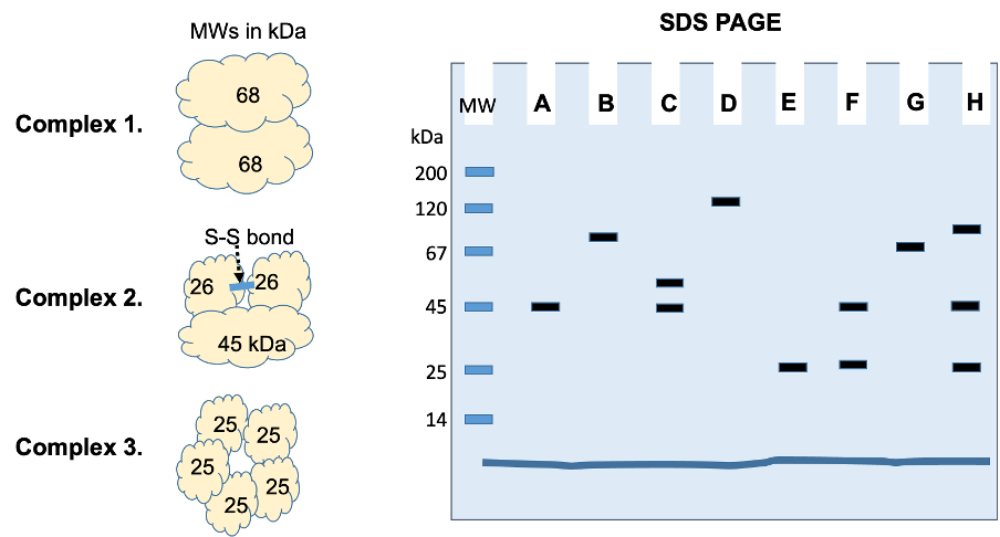 Solved A Coomassie Blue-stained SDS PAGE gel on which has | Chegg.com