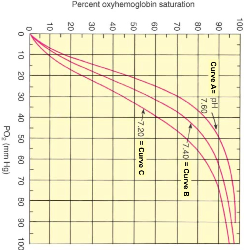 Solved [ Select ] Represents The Oxyhemoglobin