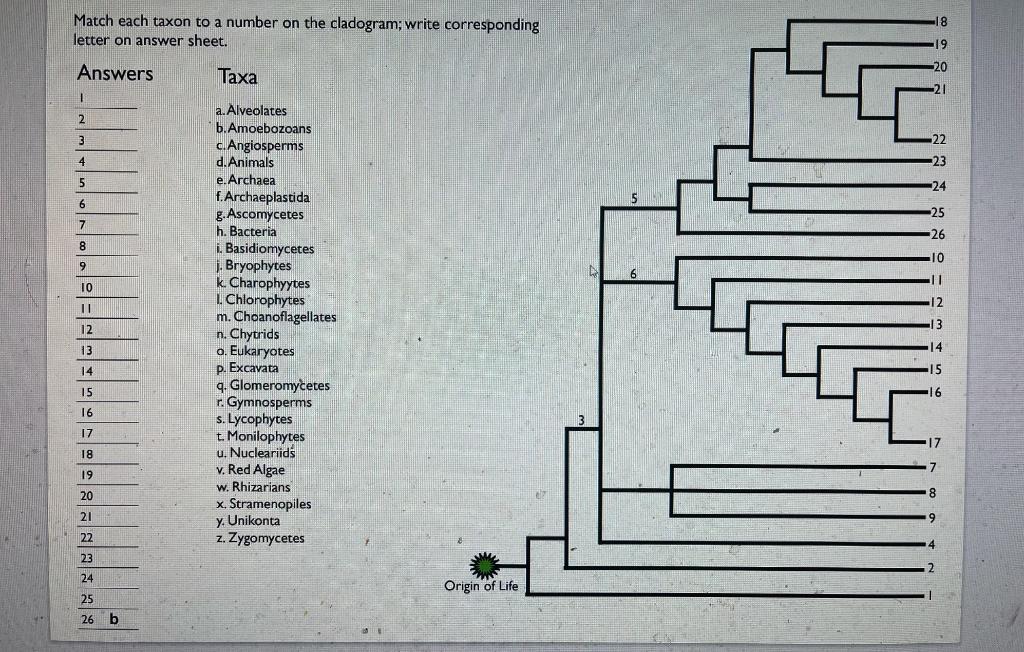 Solved Match each taxon to a number on the cladogram; writ | Chegg.com