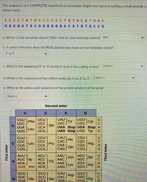 Solved The sequence of a COMPLETE hypothetical eukaryotic | Chegg.com