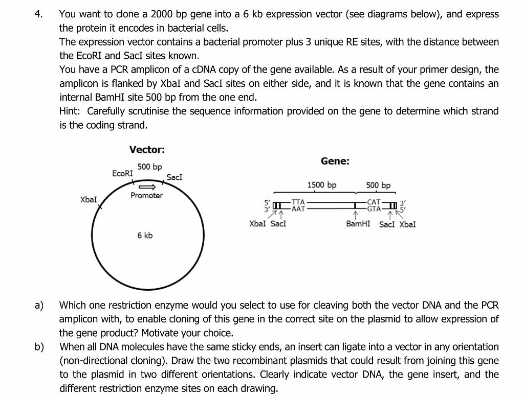 solved-4-you-want-to-clone-a-2000-bp-gene-into-a-6-kb-chegg