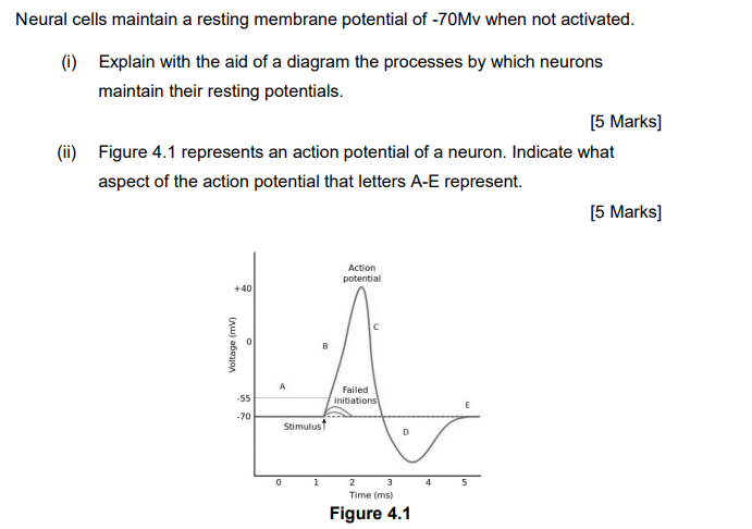Solved Neural cells maintain a resting membrane potential of | Chegg.com