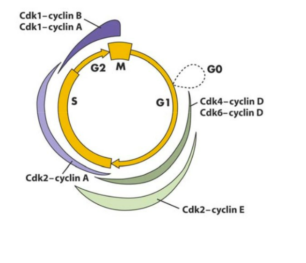Cell Cycle Cyclin D