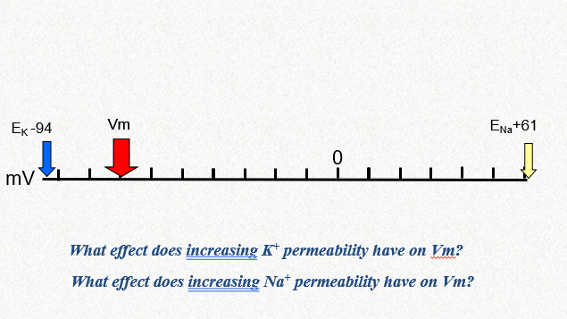 Solved Vm ENa 61 EK-94 mV What effect does increasing K | Chegg.com