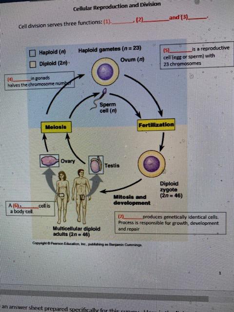 Solved Cellular Reproduction and Division 121 and (3) Cell | Chegg.com