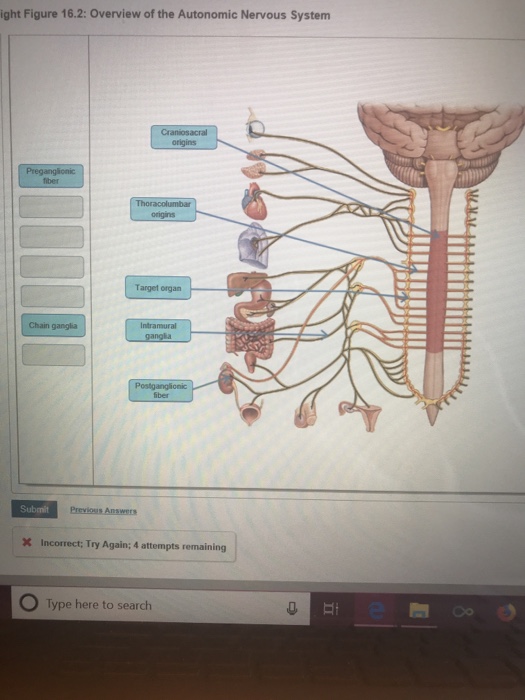 Solved ight Figure 16.2: Overview of the Autonomic Nervous | Chegg.com