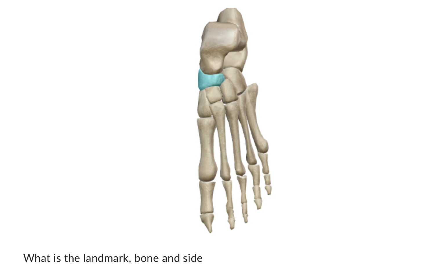 Solved What is the landmark, bone and side | Chegg.com