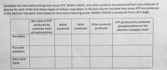 Solved Complete the chart below listing how much ATP, NADH, | Chegg.com