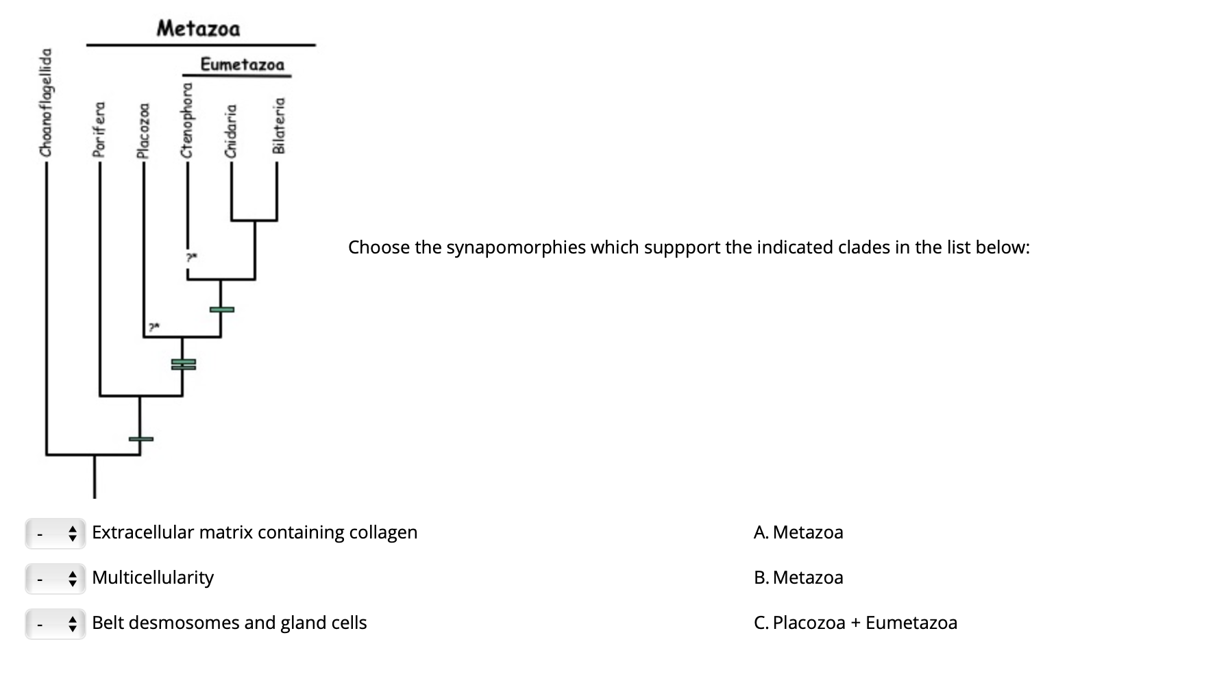 Metazoa Eumetazoa Choano flagellida Porifera Placozoa | Chegg.com