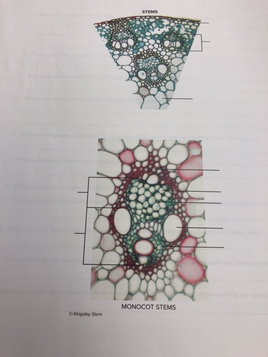 Solved STEMS MONOCOT STEMS © Kingsley Stern | Chegg.com