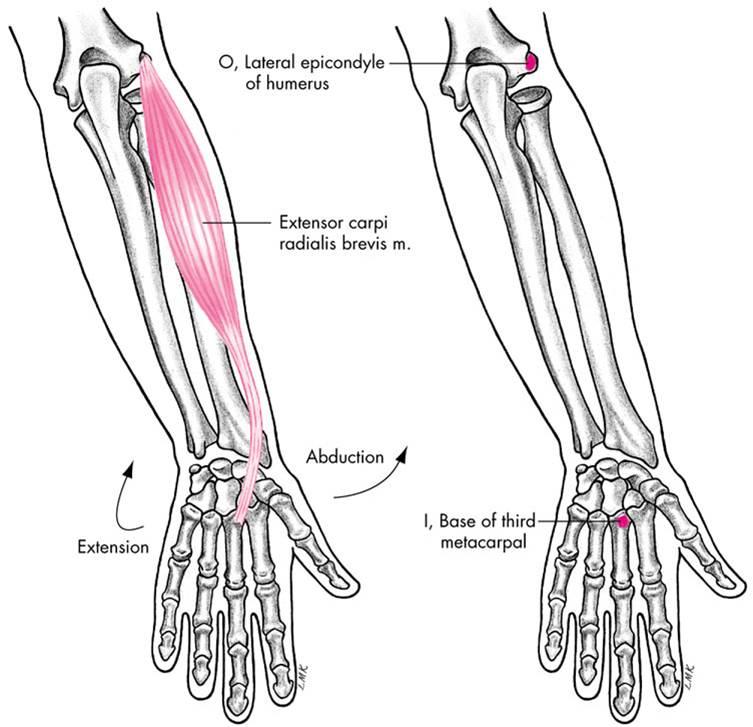 Wrist Flexion And Extension Muscles