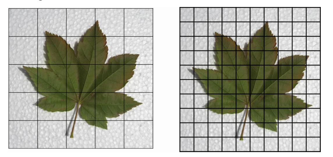 Solved Approximate the area of the leaf on the previous page | Chegg.com