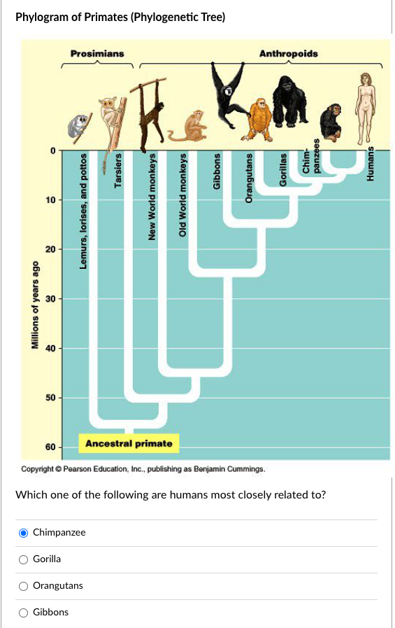 Solved Phylogram of Primates (Phylogenetic Tree) Prosimians | Chegg.com