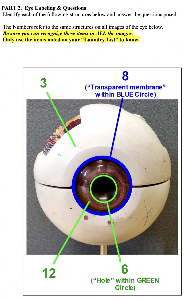 Solved PART 2. ﻿Eye Labeling & QuestionsIdentify each of the | Chegg.com
