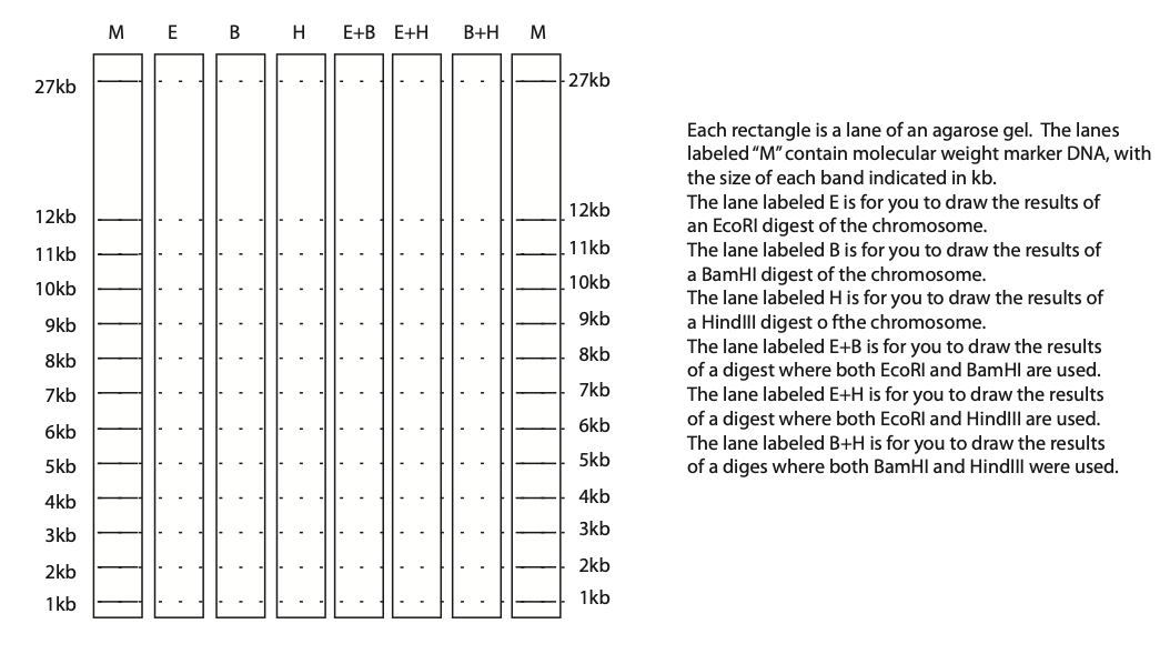 Solved Question 4. Figure 1 (below) shows a map of a linear | Chegg.com