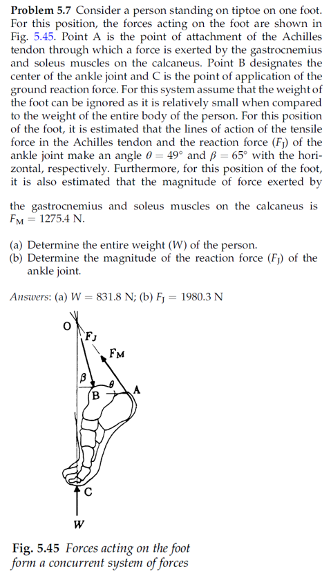 Solved Problem 5.7 Consider a person standing on tiptoe on | Chegg.com