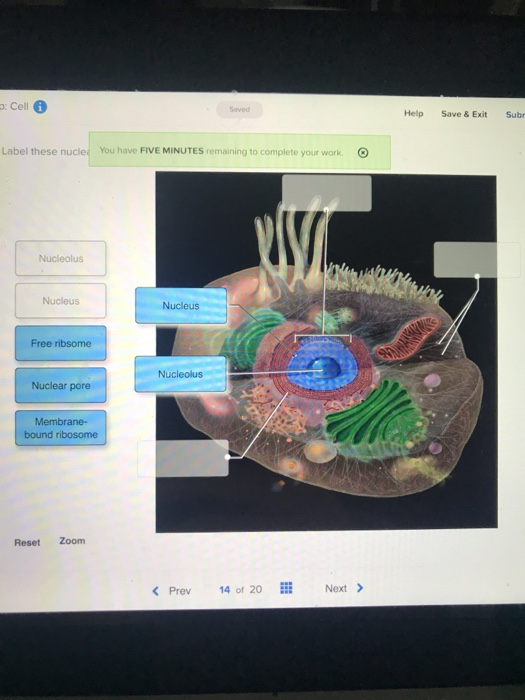 Solved o: Cell Saved Help Save & Exit Subr Label these nucle | Chegg.com
