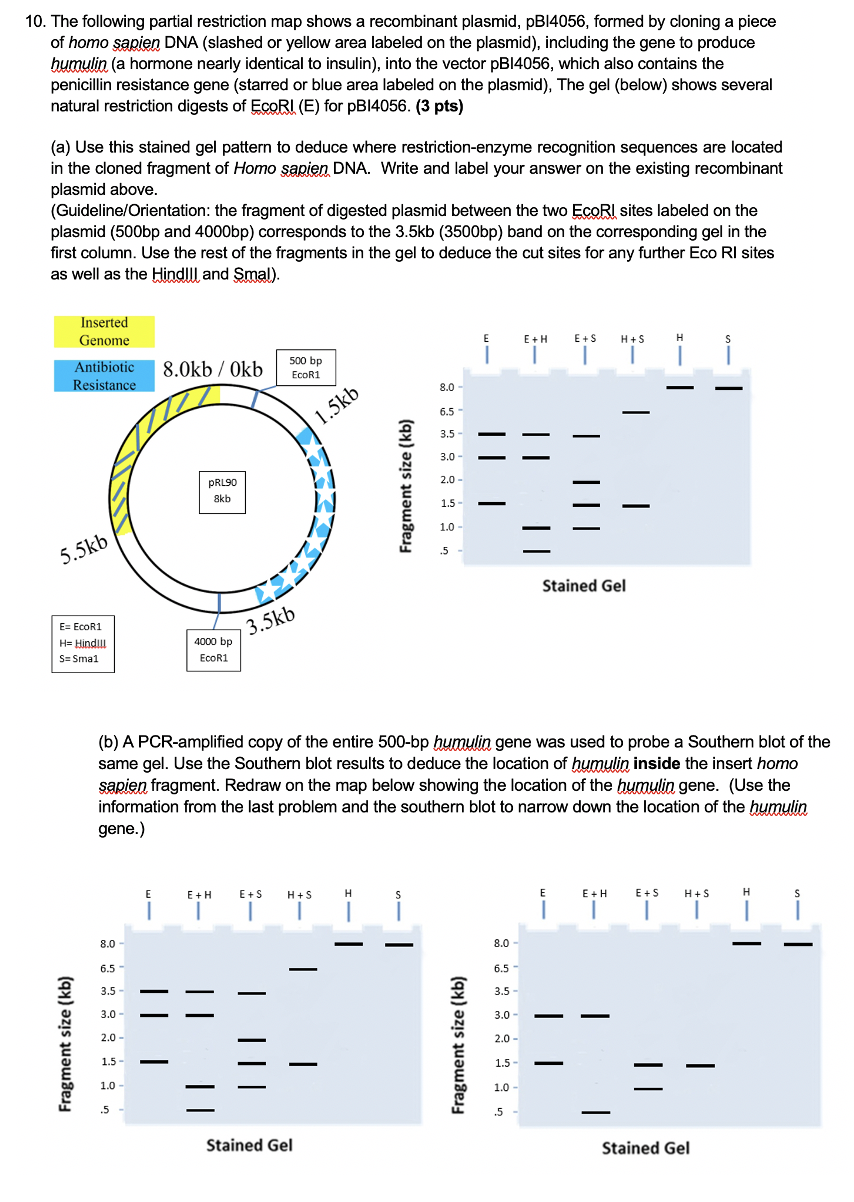 10. The following partial restriction map shows a | Chegg.com