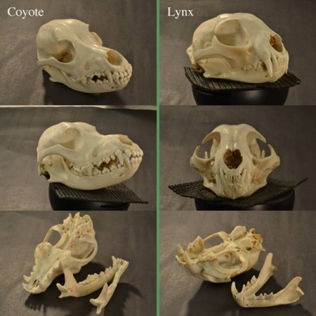 Solved A family closely related to the Felidae (cats) is the | Chegg.com