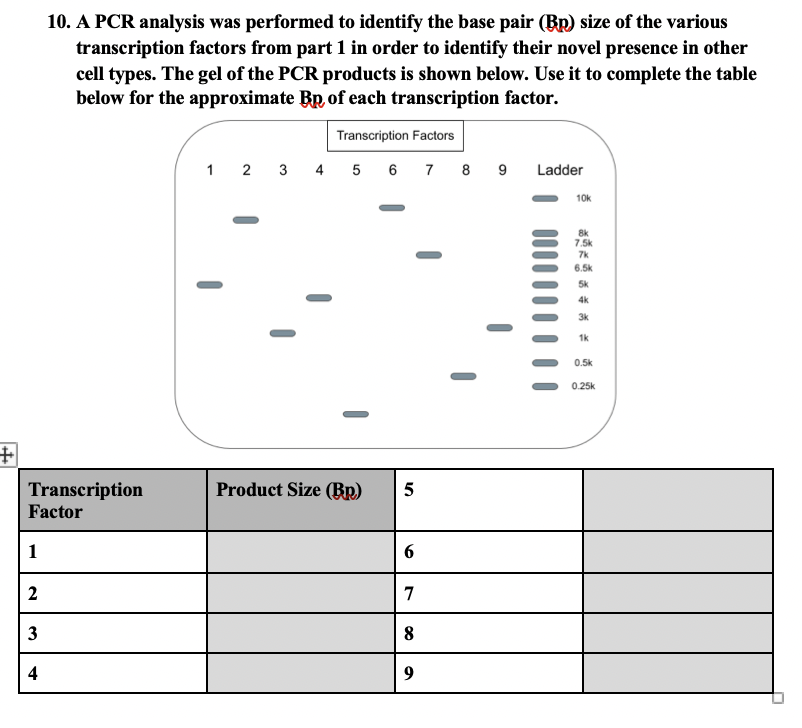 Solved 10. A PCR analysis was performed to identify the base | Chegg.com