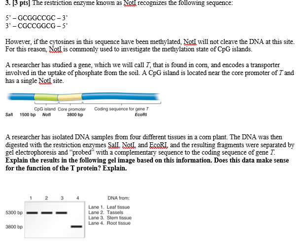 Solved 3.13 pts) The restriction enzyme known as Notl | Chegg.com
