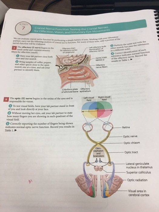 ACTIVITY 7 Cranial Nerve Function: Testing the or | Chegg.com