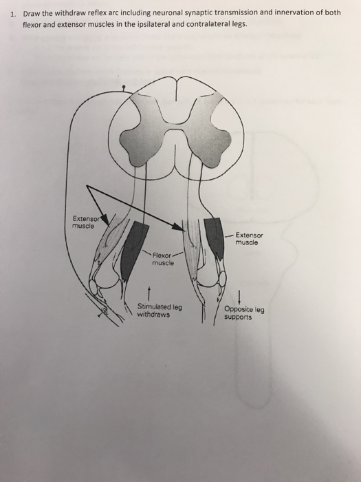 Solved Draw the withdraw reflex arc including neuronal | Chegg.com