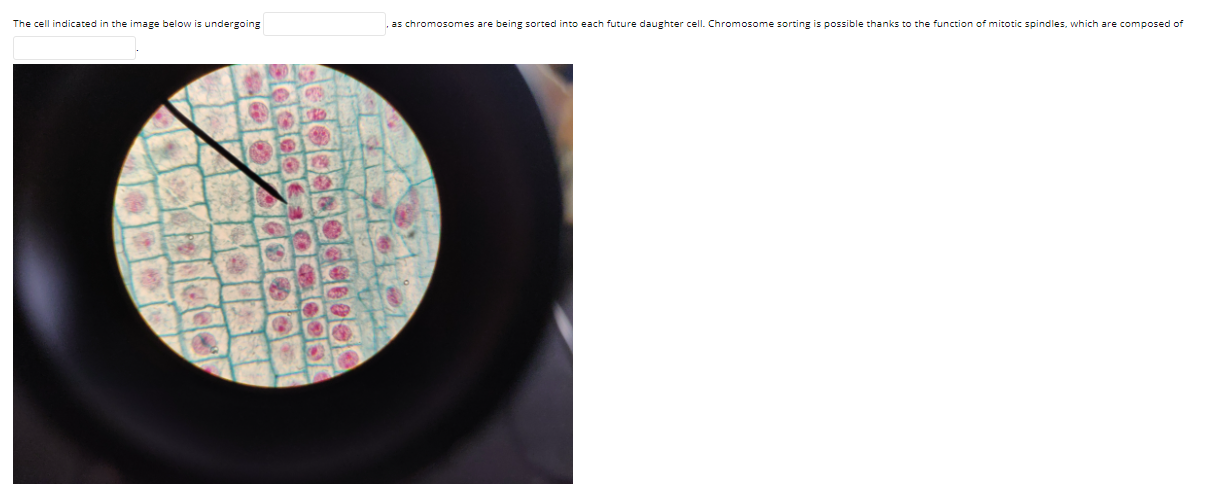 Solved The cell indicated in the image below is undergoing | Chegg.com