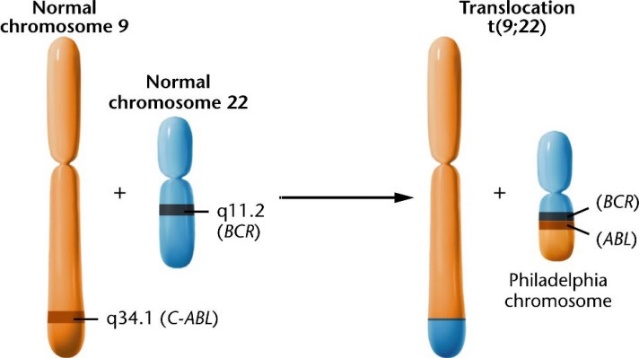 Chromosome 22