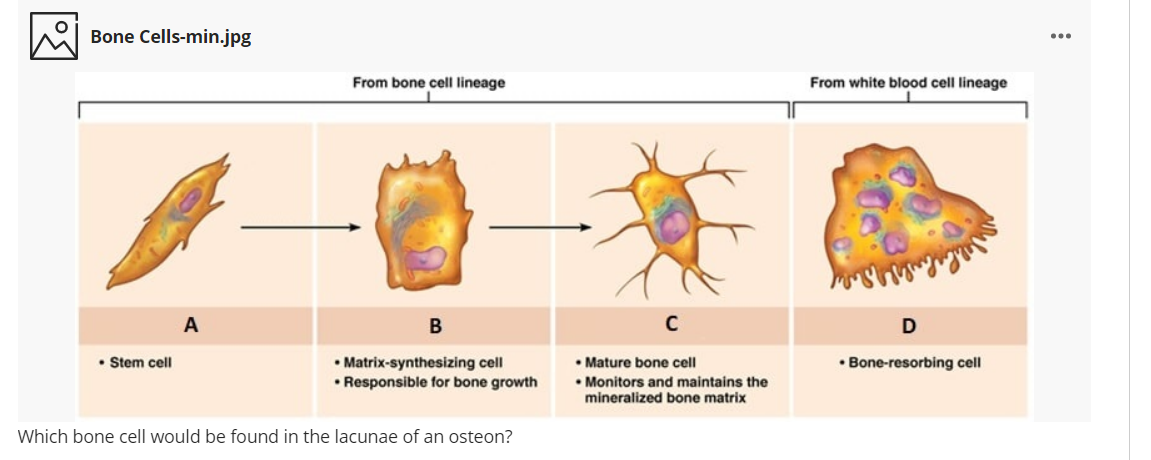 Cell Lineage Bone Diagram