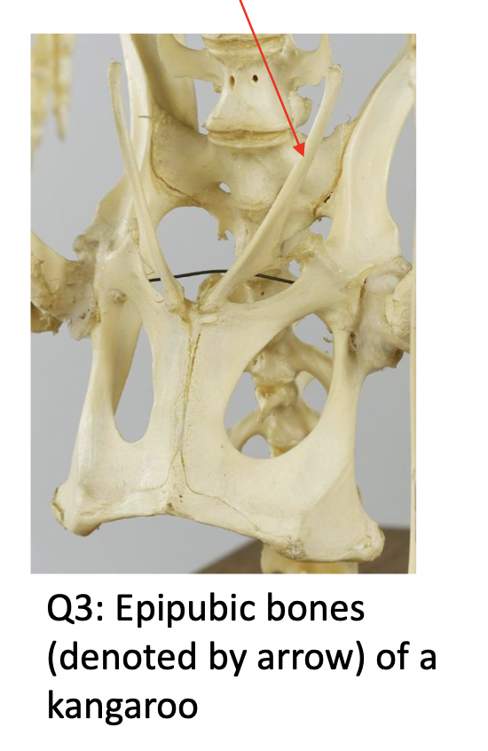 Solved Question 1: Note the epipubic bones anteriorly (in | Chegg.com