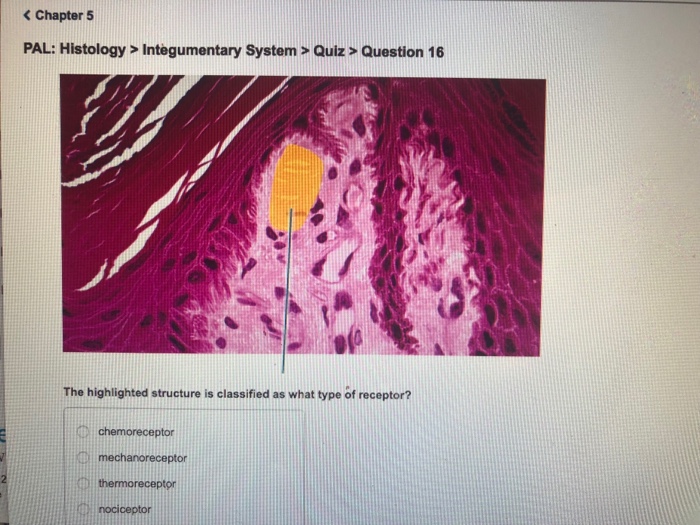 Solved Integumentary System > | Chegg.com