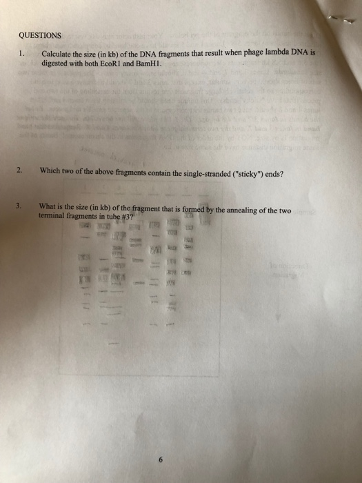 RESTRICTION ENDONUCLEASES, PHAGE LAMBDA DNA, AND DNA | Chegg.com
