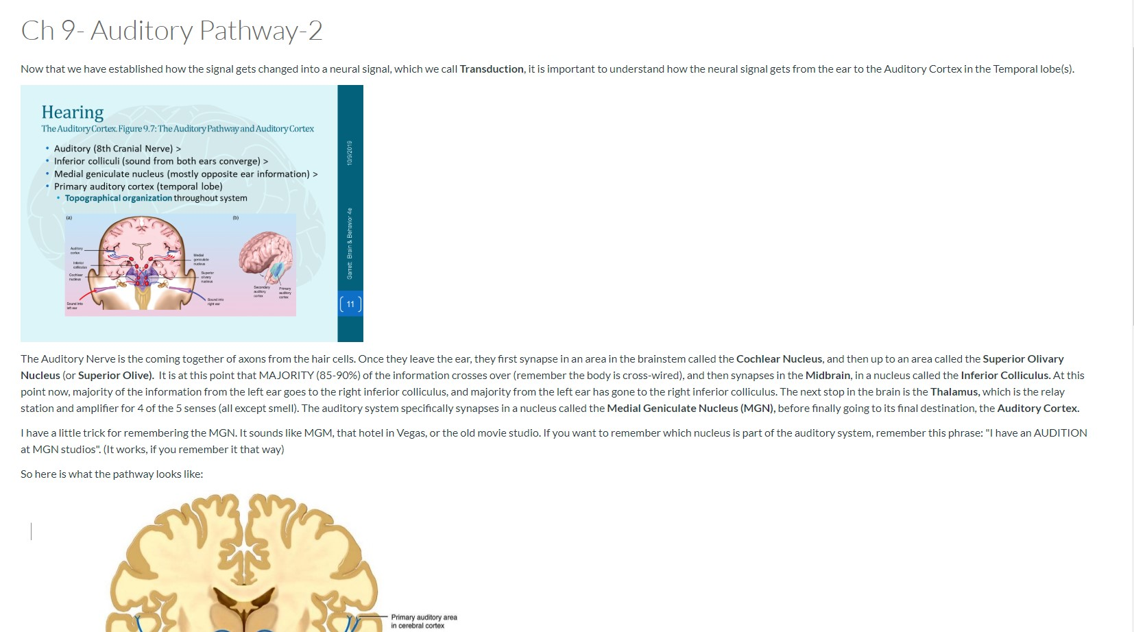 Solved Ch 9- Auditory Pathway-2 Now that we have established | Chegg.com