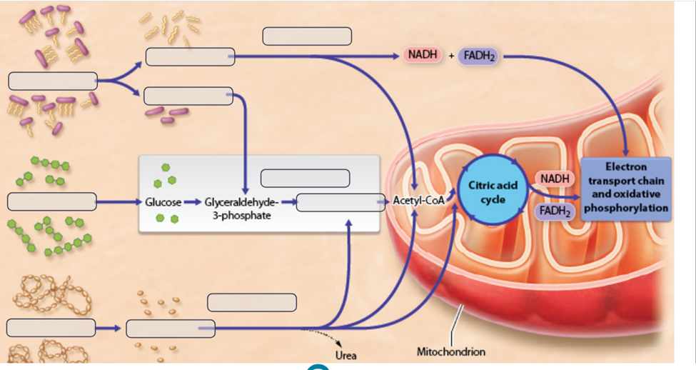 Solved Drag the appropriate labels to their respective | Chegg.com