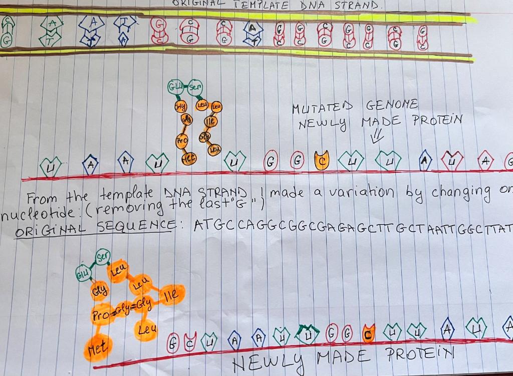 Solved Looking at this protein that you formed with one | Chegg.com