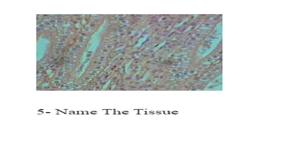 Solved 4- Name The Tissue 5- Name The Tissue 7-Name | Chegg.com