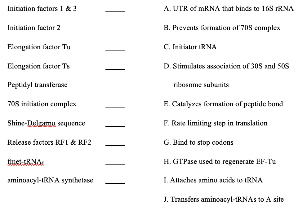 Solved Initiation factors 1 & 3 A. UTR of mRNA that binds to | Chegg.com