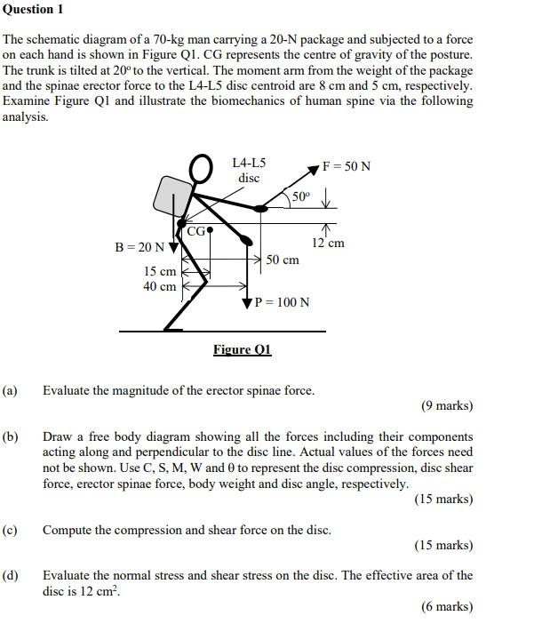 The schematic diagram of a 70-kg man carrying a 20−N | Chegg.com