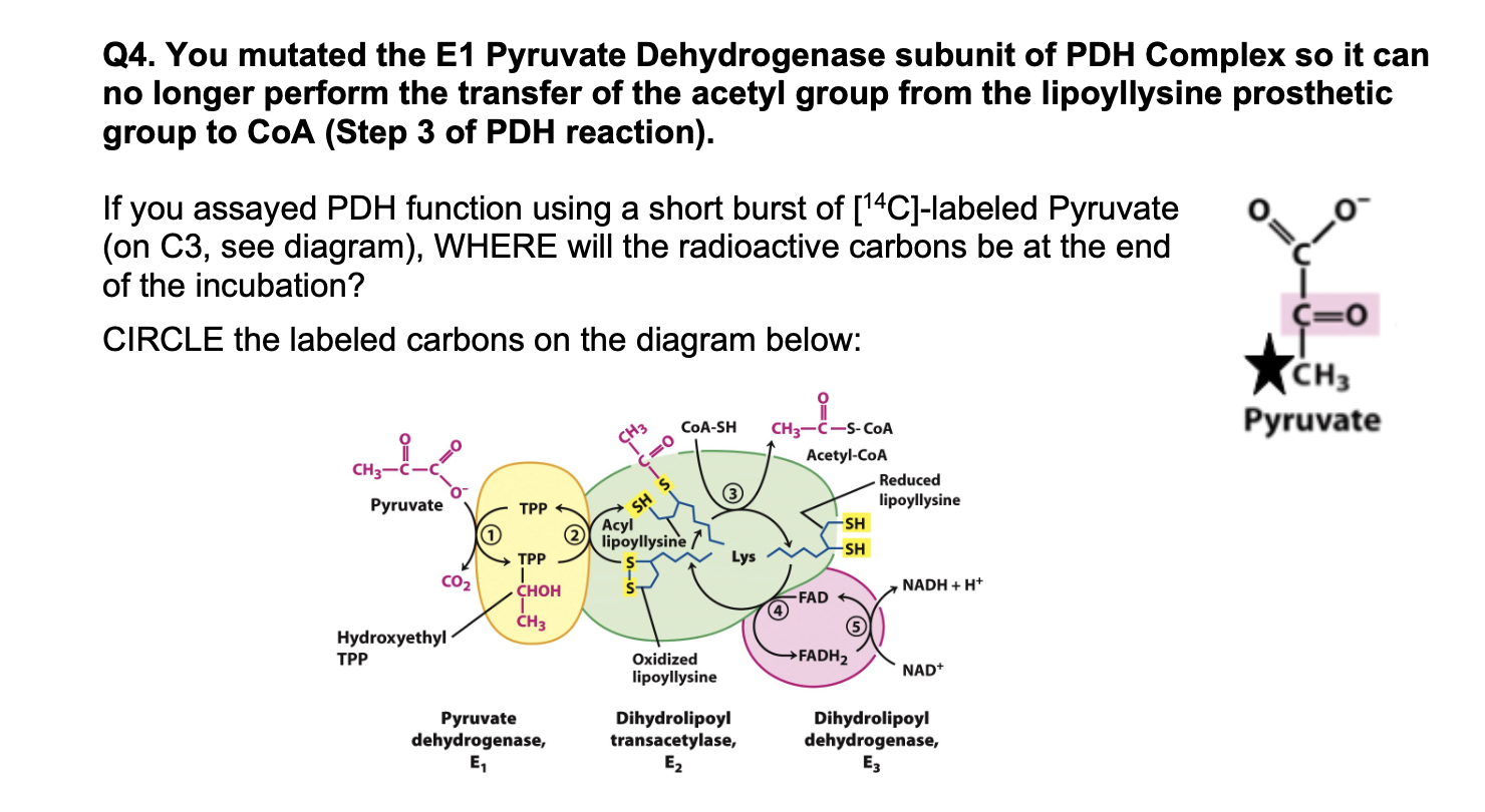 Solved Q4. You mutated the E1 Pyruvate Dehydrogenase subunit | Chegg.com